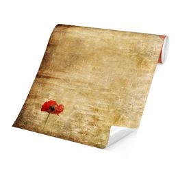 Fototapete Blumen Poppy Flower