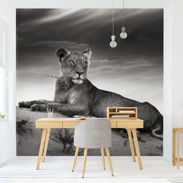 Bilderwelten Fototapete Tiere Motiv Wandtapete schwarz weiss - Resting Lion - L&ouml;we Wohnzimmer Schlafzimmer