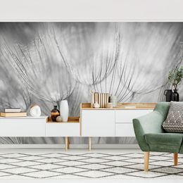 Bilderwelten Fototapete Blumen Motiv Wandtapete schwarz weiss - Pusteblumen Makroaufnahme in schwarz wei&szlig; - Pusteblume Wohnzimmer Schlafzimmer