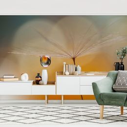 Bilderwelten Fototapete Blumen Motiv Wandtapete orange - Pusteblume in Orange - Pusteblume Wohnzimmer Schlafzimmer