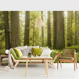 Bilderwelten Fototapete Wald Motiv Wandtapete gr&uuml;n - Redwood State Park Waldblick - B&auml;ume Wohnzimmer Schlafzimmer