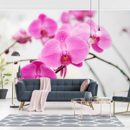 Bilderwelten Fototapete Blumen Motiv Wandtapete pink - Nahaufnahme Orchidee - Orchidee Wohnzimmer Schlafzimmer