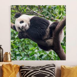 Bilderwelten Leinwandbild Schlafender Panda auf Ast