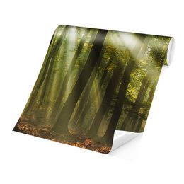 Fototapete Wald Sonnentag im Wald
