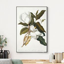 Wechselbild Georg Dionysius Ehret - Magnolie