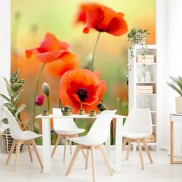 Bilderwelten Fototapete Blumen Motiv Wandtapete gr&uuml;n - Roter Sommermohn - Mohn Wohnzimmer Schlafzimmer