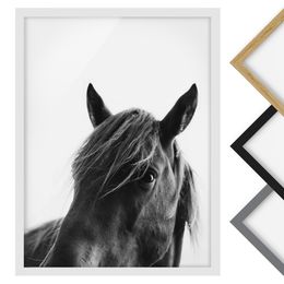 Bilderwelten Bild mit Rahmen Tiere schwarz weiss Motiv inkl. Rahmung - Neugieriges Pferd - Pferde Wohnzimmer Schlafzimmer