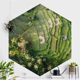 Bilderwelten Hexagon Tapete Natur Tropisch Wandtapete gr&uuml;n - Gr&uuml;ne Terassen - Palme Wohnzimmer Schlafzimmer
