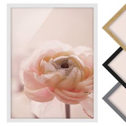 Bilderwelten Bild mit Rahmen rosa Motiv inkl. Rahmung - Rosa Bl&uuml;te im Fokus - Rose Wohnzimmer Schlafzimmer