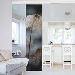 Bilderwelten Schiebegardine Blumen Motiv Klett oder Keder schwarz - Pusteblumen mit Schneeflocken - Pusteblume Schiebevorhang Wohnzimmer Schlafzimmer