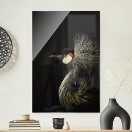 Bilderwelten Glasbild Tiere Motiv schwarz Glas Wandbild - Schwarzer Kronenkranich - V&ouml;gel Wohnzimmer Schlafzimmer
