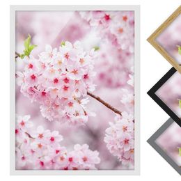 Bilderwelten Bild mit Rahmen Blumen rosa Motiv inkl. Rahmung - Japanische Kirschbl&uuml;ten - Kirschbl&uuml;te Wohnzimmer Schlafzimmer