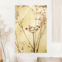 Bilderwelten Glasbild Blumen Motiv braun Glas Wandbild - Trockenblume im Lichtspiel - Deko Wohnzimmer Schlafzimmer