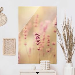 Bilderwelten Glasbild Blumen Landhaus violett Glas Wandbild - Zartvioletter Lavendel - Gr&auml;ser Wohnzimmer Schlafzimmer