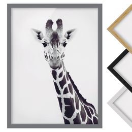 Bilderwelten Bild mit Rahmen Giraffen Portrait in Schwarz-wei&szlig;