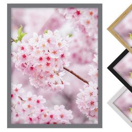 Bilderwelten Bild mit Rahmen Japanische Kirschbl&uuml;ten