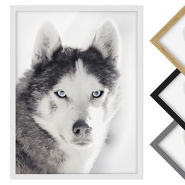 Bilderwelten Bild mit Rahmen Tiere weiss Motiv inkl. Rahmung - Husky Portrait - Hund Wohnzimmer Schlafzimmer