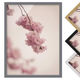 Bilderwelten Bild mit Rahmen Zartrosane Fr&uuml;hlingsbl&uuml;te mit Bokeh
