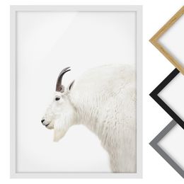 Bilderwelten Bild mit Rahmen Tiere weiss Motiv inkl. Rahmung - Wei&szlig;e Bergziege - Deko Wohnzimmer Schlafzimmer