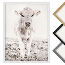 Bilderwelten Bild mit Rahmen Tiere grau Motiv inkl. Rahmung - Wei&szlig;es Kalb - Deko Wohnzimmer Schlafzimmer