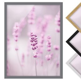 Bilderwelten Bild mit Rahmen Zartvioletter Lavendel