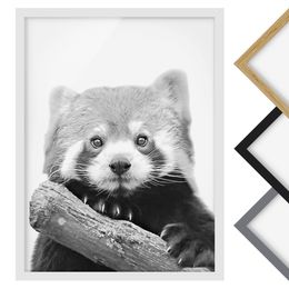 Bilderwelten Bild mit Rahmen Tiere schwarz weiss Motiv inkl. Rahmung - Roter Panda in Schwarz-wei&szlig; - Panda Kinderzimmer Baby M&auml;dchen Jungen