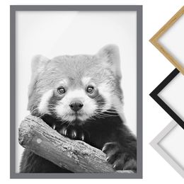 Bilderwelten Bild mit Rahmen Roter Panda in Schwarz-wei&szlig;