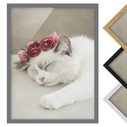 Bilderwelten Bild mit Rahmen Schlafende Katze mit Rosen