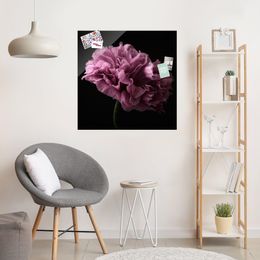 Bilderwelten Glasbild Motiv schwarz Glas Wandbild - Stolze Pfingstrose vor Schwarz - Rose Wohnzimmer Schlafzimmer