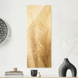 Bilderwelten Glasbild Blumen Landhaus beige Glas Wandbild - Pampasgras im Sonnenlicht - Gr&auml;ser Wohnzimmer Schlafzimmer