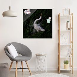 Bilderwelten Glasbild Tiere Motiv schwarz Glas Wandbild - Tanzender Silberreiher vor Schwarz - V&ouml;gel Wohnzimmer Schlafzimmer