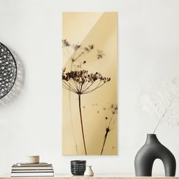 Bilderwelten Glasbild Blumen Motiv braun Glas Wandbild - Trockenblume im Schatten - Deko Wohnzimmer Schlafzimmer