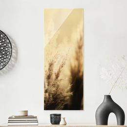 Bilderwelten Glasbild Blumen Landhaus braun Glas Wandbild - Pampasgras im Schatten - Gr&auml;ser Wohnzimmer Schlafzimmer