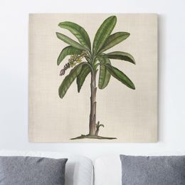 Bilderwelten Leinwandbild Natur Vintage Kunstdruck beige - Britische Palmen II - Pflanzen XXL Wohnzimmer Schlafzimmer
