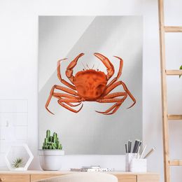Bilderwelten Glasbild Strand Illustration rot Glas Wandbild - Vintage Illustration Rote Krabbe - Unterwasser Wohnzimmer Schlafzimmer