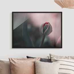 Bilderwelten Bild mit Rahmen Sinnliche Tulpe