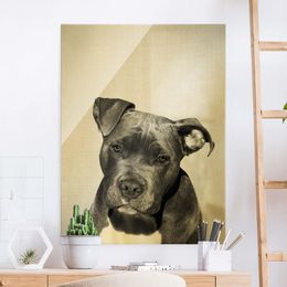 Bilderwelten Glasbild Tiere Motiv schwarz weiss Glas Wandbild - Pitbull Pelle Schwarz Wei&szlig; - Hund Kinderzimmer Baby M&auml;dchen Jungen