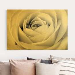 Bilderwelten Leinwandbild - Querformat Close Up Rose