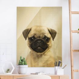 Bilderwelten Glasbild Tiere Motiv schwarz weiss Glas Wandbild - Baby Mops Moritz - Hund Kinderzimmer Baby M&auml;dchen Jungen