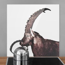 Bilderwelten Glas Spritzschutz Motiv braun Tiere - Steinbock im Schnee - Deko K&uuml;chenr&uuml;ckwand aus Glas