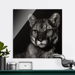 Bilderwelten Glasbild Tiere modern schwarz Glas Wandbild - Puma vor Schwarz - Deko Wohnzimmer Schlafzimmer