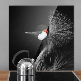 Bilderwelten Glas Spritzschutz Motiv schwarz Tiere - Schwarzer Kronenkranich - V&ouml;gel K&uuml;chenr&uuml;ckwand aus Glas