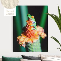 Bilderwelten Leinwandbild Frosch in Costa Rica