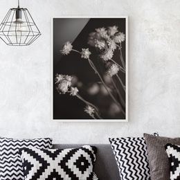 Bilderwelten Bild mit Rahmen Blumen schwarz weiss Tropisch inkl. Rahmung - G&auml;nsebl&uuml;mchen Studie - Pflanzen Wohnzimmer Schlafzimmer