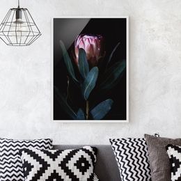 Bilderwelten Bild mit Rahmen Blumen schwarz Motiv inkl. Rahmung - Protea Portrait - Deko Wohnzimmer Schlafzimmer