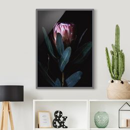 Bilderwelten Bild mit Rahmen Protea Portrait