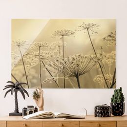 Bilderwelten Glasbild Blumen Landhaus beige Glas Wandbild - Doldenbl&uuml;ten im Frost - Gr&auml;ser Wohnzimmer Schlafzimmer