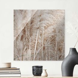 Bilderwelten Glasbild Warmes Pampasgras im Sommer