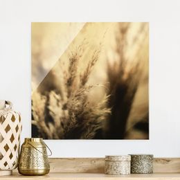 Bilderwelten Glasbild Blumen Landhaus braun Glas Wandbild - Pampasgras im Schatten - Gr&auml;ser Wohnzimmer Schlafzimmer