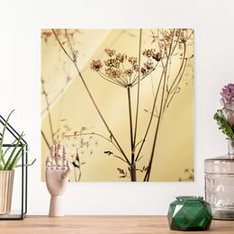 Bilderwelten Glasbild Blumen Motiv braun Glas Wandbild - Trockenblume im Lichtspiel - Deko Wohnzimmer Schlafzimmer
